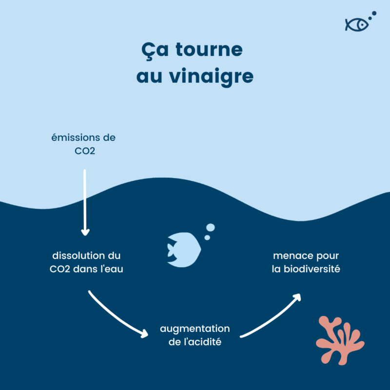 Comment limiter l'acidification de l'océan ? | Blutopia